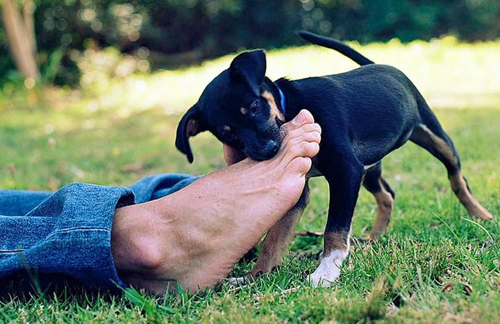 ¿Por qué mi perro me lame los pies? – Somos Maka